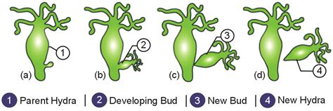 Draw A Labelled Diagram In Proper Sequence To Show Budding In Hydra