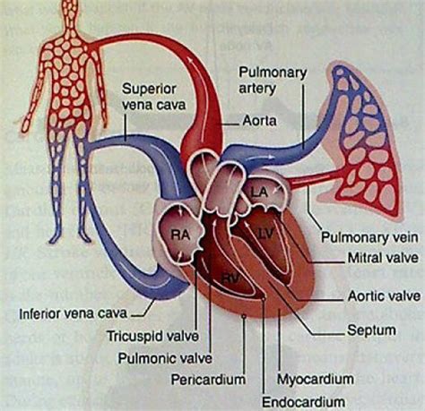 Pd Peripheral Vascular Flashcards Quizlet
