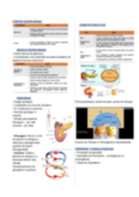 SOLUTION Resumo Anatomia Do Sistema End Crino Studypool