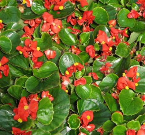Begonia Ambassador Red