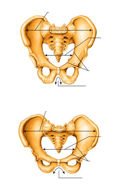 Male Vs Female Pelvis Diagram Diagram Quizlet