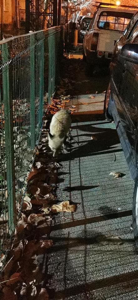 O vulpe fotografiată într un cartier din Slatina Evenimentdeolt ro
