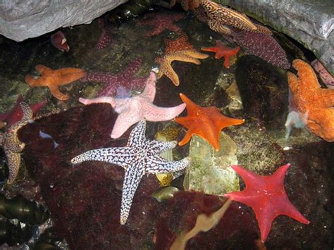 Millport Marine Biology Identification Flashcards Quizlet