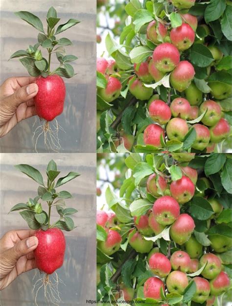 Cómo empujar una manzana de una fruta de Apple para cultivar un árbol