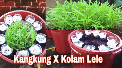 CARA MUDAH BUDIDAYA LELE DAN KANGKUNG HIDROPONIK EPISODE 1 YouTube