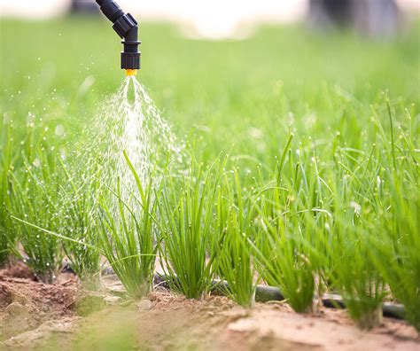 A importância do uso de defensivos agrícolas