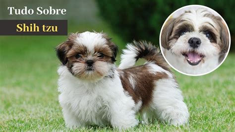 Tudo sobre Shih tzu Curiosidades e Características Principais YouTube