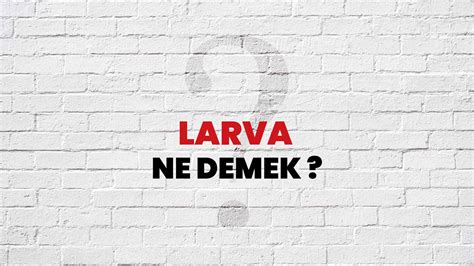 Larva Ne Demek Ne Anlama Gelir Larva Kelimesi Tdk S Zl K Anlam Nedir