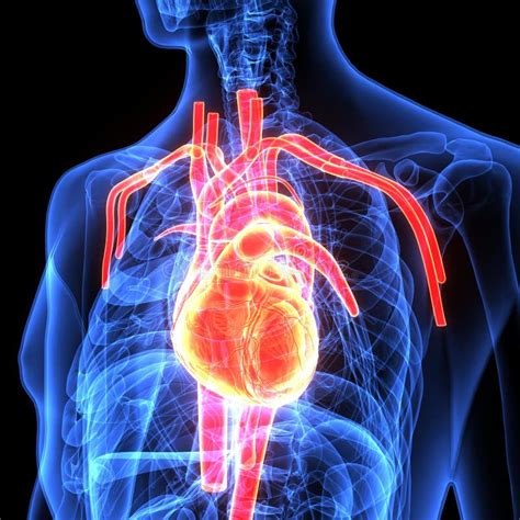 Illustration 3d De L Anatomie De Coeur De Corps Humain Illustration