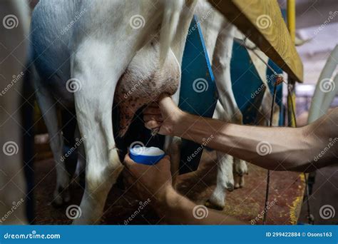 Guy Milking A Goat In A Barn On A Farm Stock Photo Image Of Farm