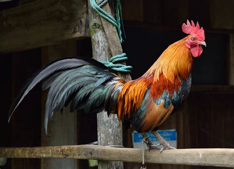 Detenido Un Veterinario Que Les Cortaba La Cresta A Gallos Para Peleas