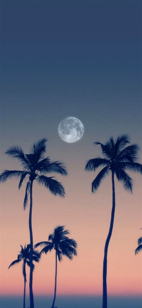 Moon And Tree Wallpapers Top Free Moon And Tree Backgrounds
