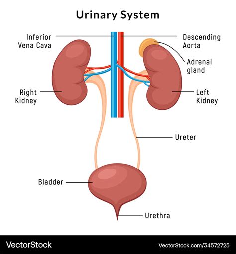 Urinary System Anatomy Incontinence Biology Vector Image