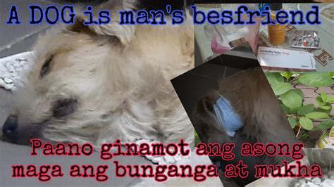 Paano Ko Ginamot Ang Bukol Sa Pisngi Ng Alaga Kong Aso Youtube