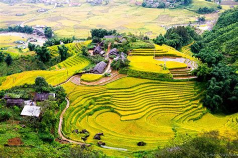 Top 4 Places Where You Can See Beautiful Rice Fields In Viet Nam