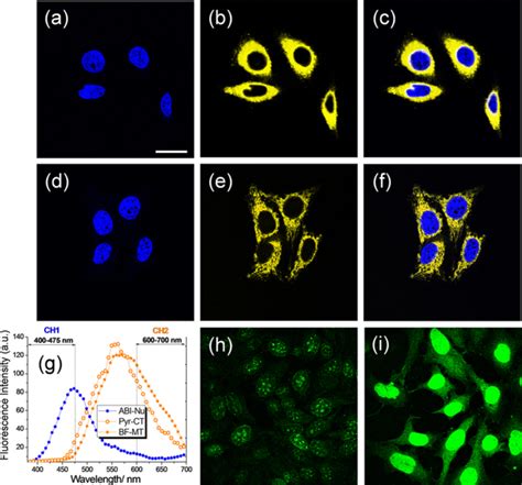 TPM images of HeLa cells co labelled with ac ABI Nu 0 5 μM and