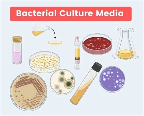 Culture Medium Definition Preparation Classification Microbiology