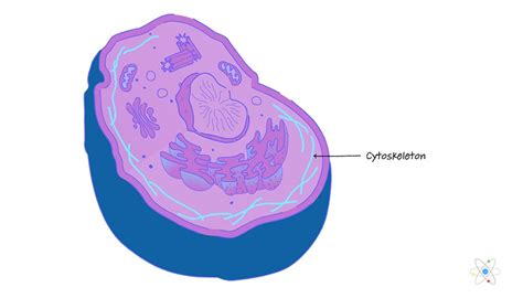 cytoskeleton definition structure and function with diagram sciencing