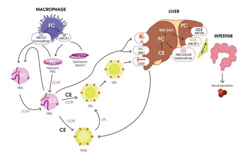 High Density Lipoproteins As Homeostatic Nanoparticles Encyclopedia MDPI