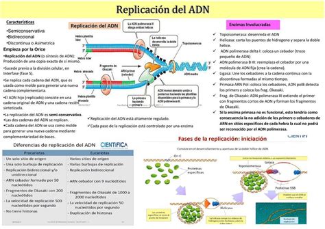 Replicación del ADN beatriz SM4 uDocz