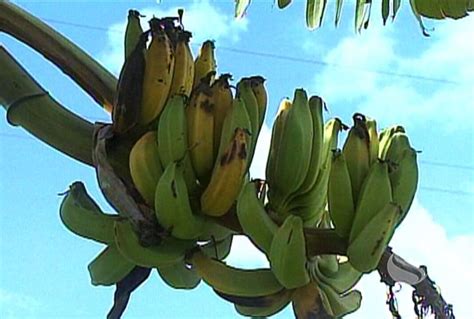 Estação Agrícola Aprenda a combater uma doença que ataca as