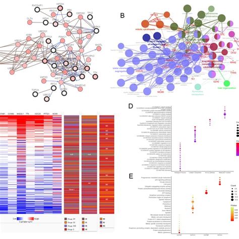 Interaction Network And Biological Process Analysis Of The Hub Genes