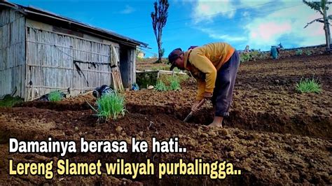 Potret Aktifitas Para Petani Di Lereng Slamet Dan Suasana Indah Alam