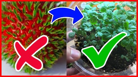 C Mo Sembrar Fresas En Casa Gu A Completa Para Cultivar Tus Propias