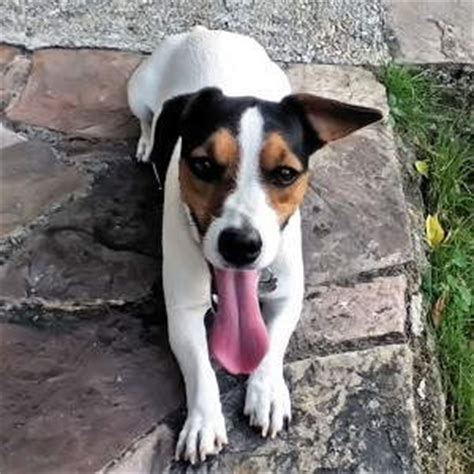 Cómo tomar la decisión de tener una mascota Actual33
