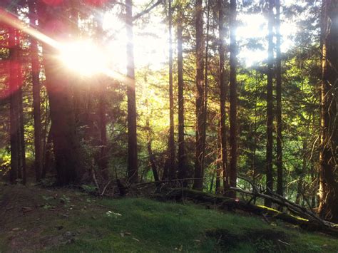 Free Images Tree Nature Light Hiking Sunlight Morning Jungle