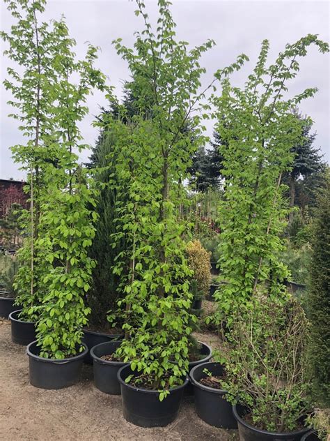 GRAB POSPOLITY Carpinus Betulus Wys Ok 500 Cm 12796248235