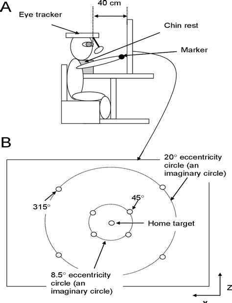 figure 1 from gaze effects on spatial and kinematic characteristics in pointing to a remembered