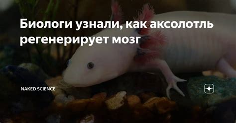 Биологи узнали как аксолотль регенерирует мозг Naked Science Дзен