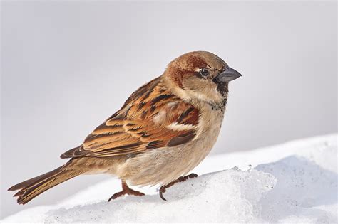 Birds Of New York House Sparrow