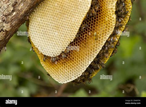 Honeycomb Bee Hive In Natural Surrounding Stock Photo Alamy