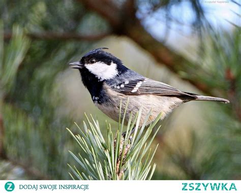 Sosnówka Sikora Sosnówka Periparus ater vs Parus ater na ŚWIAT