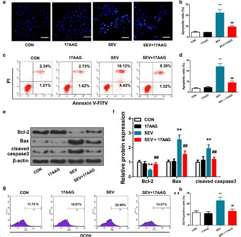 Aag Attenuated Sevoflurane Induced Apoptosis And Oxidative Stress In