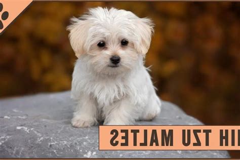 Cruce de Bichón Maltés y Shih Tzu Características y Cuidados
