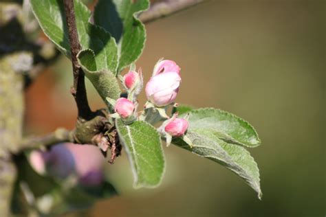 Apfelblüte als Fotoprodukt bestellen fototapete ch