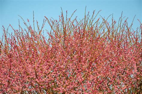 Fleurs Bloom Botanique Photo Gratuite Sur Pixabay Pixabay