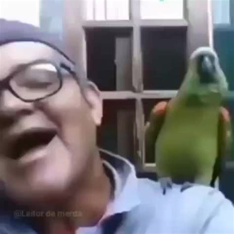 Papagaio Radical Meme By Hasshin Memedroid