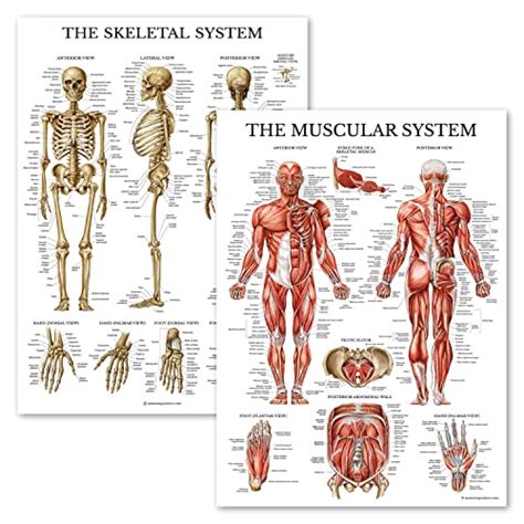 Discover The Wonders Of Human Anatomy Through An Educational Wall Chart