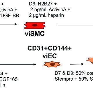 Effects Of HGPS ViECs On TEBV Structure And Function A Response To 1