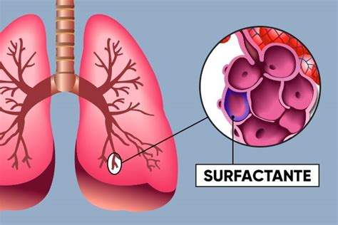 Surfactante pulmonar o que é e principais funções Tua Saúde