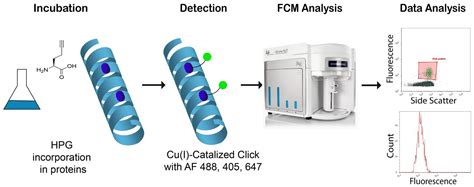 Frontiers Bioorthogonal Non Canonical Amino Acid Tagging Combined