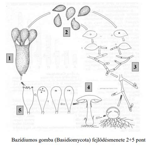 Baz Diumos Gomba Basidiomycota Fejl D Smenete Diagram Quizlet