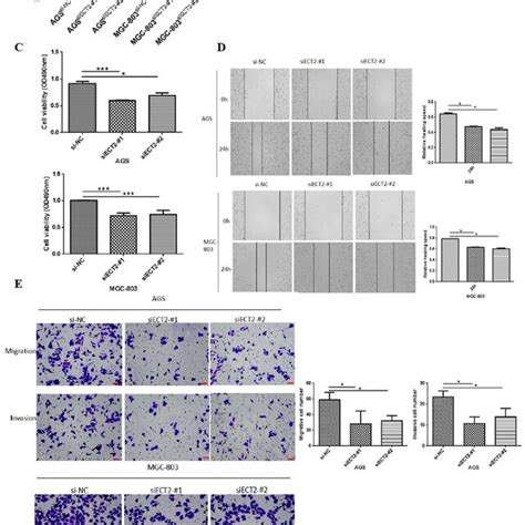 Knockdown Of ECT2 Inhibits The Proliferation Invasion And Migration