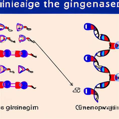 Exploring Why The Lagging Strand Is Synthesized In A Discontinuous