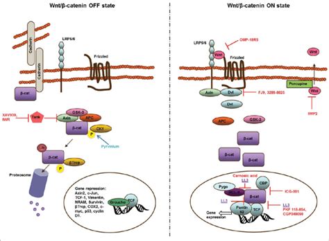 Canonical Wnt B Catenin Signaling Pathway OFF State In The Absence Of
