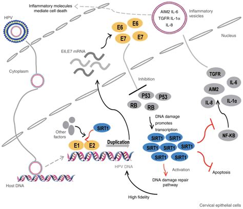 SIRT1 And Gynecological Malignancies Review